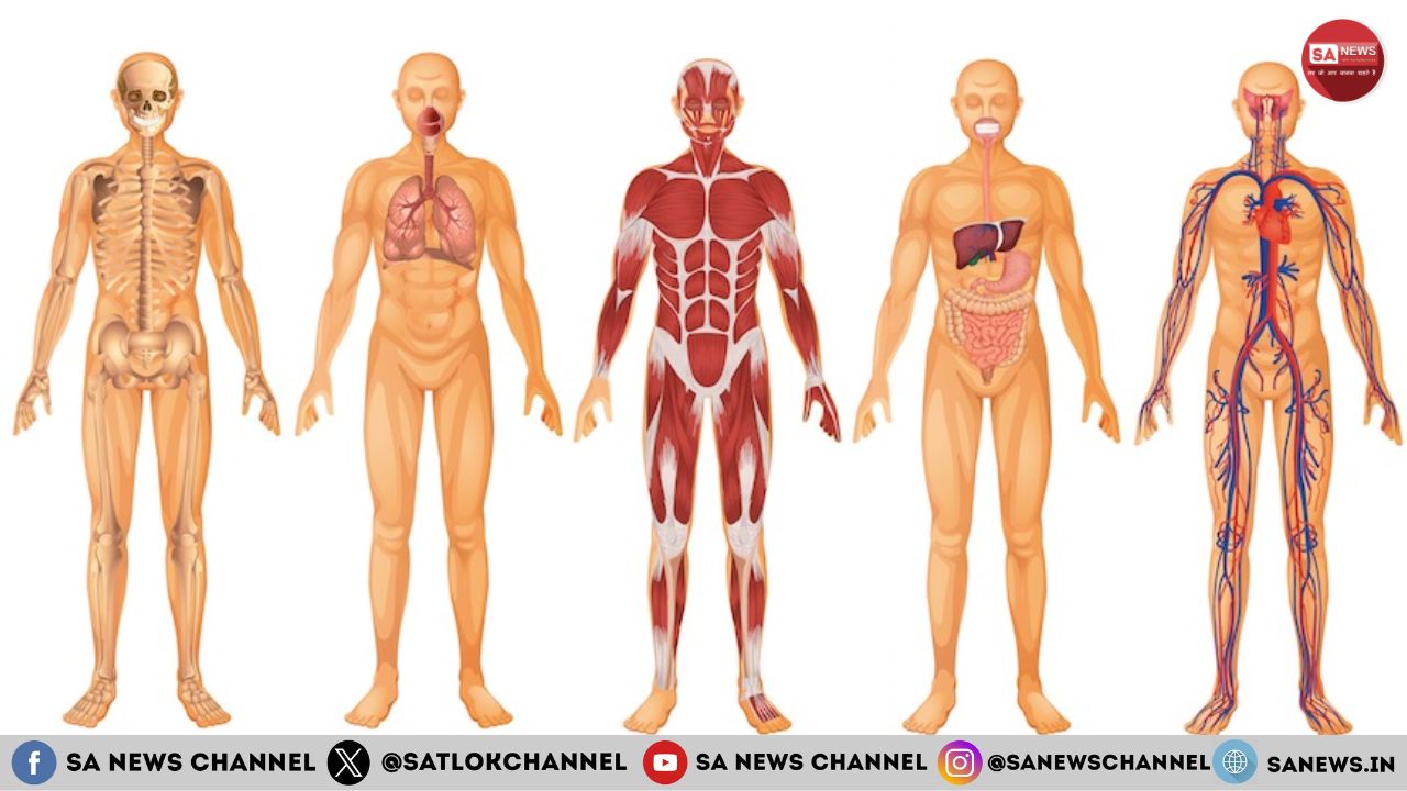 Understanding the Human Body: A Comprehensive Guide to the Body’s ...